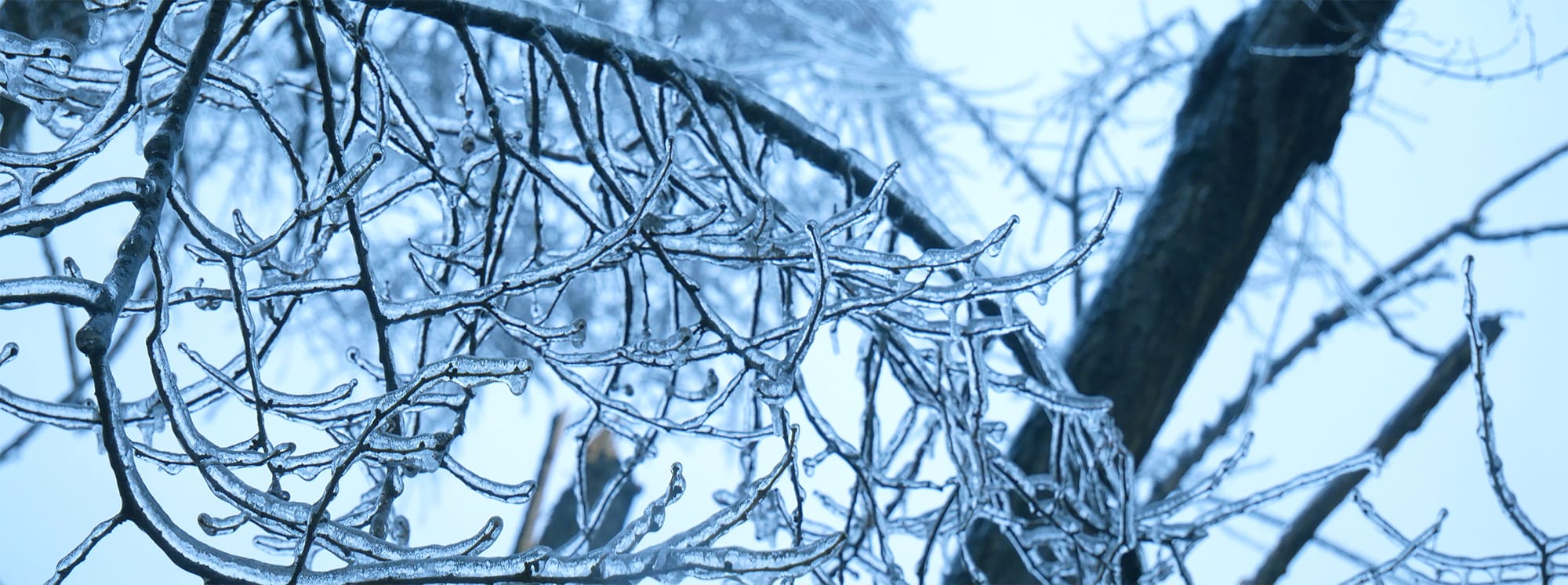 Poleiul – Solutii pentru protejarea plantelor – Firma amenajari gradini ...